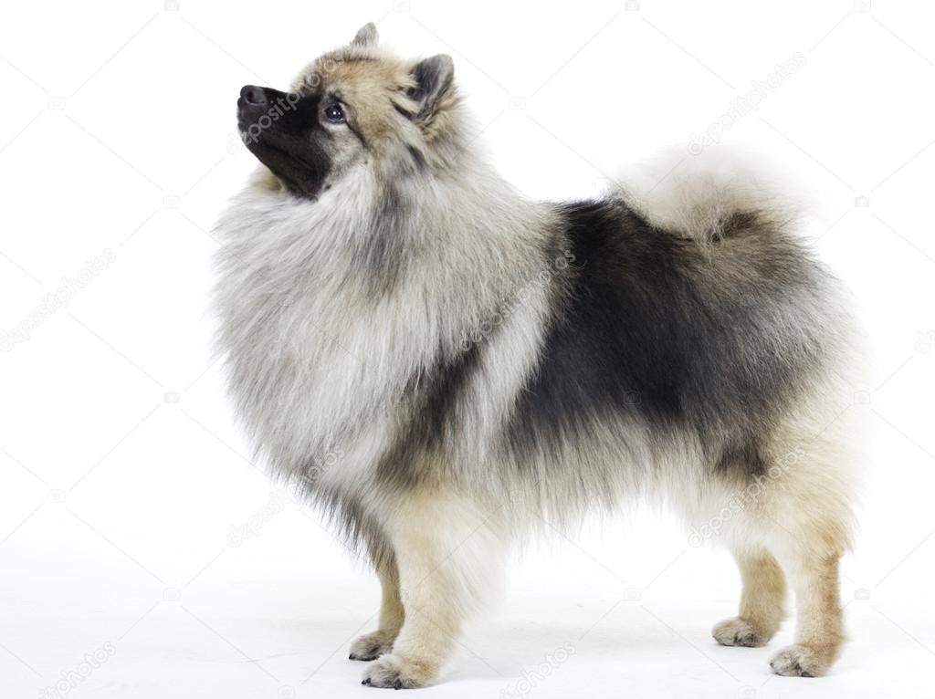 Keeshond White