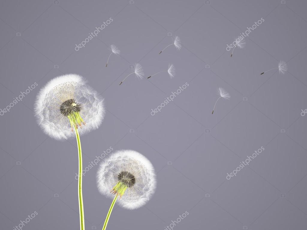 3d Dandelion Seed