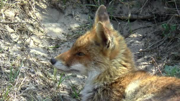 31 Animal pelts Videos, Royalty-free Stock Animal pelts Footage ...