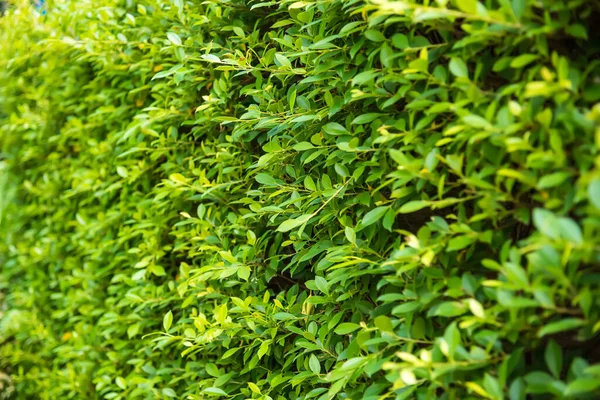 Privet hedge Stock Photos, Royalty Free Privet hedge Images | Depositphotos
