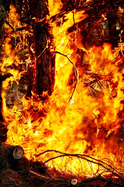 Burning trees in forest fires - Stock Image - Everypixel