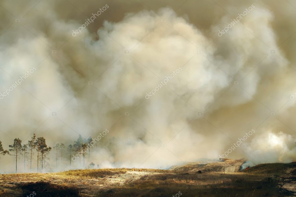 humo en el cielo de un fuego en el bosque 2023