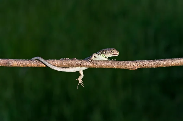 Rail lizard Stock Photos, Royalty Free Rail lizard Images | Depositphotos