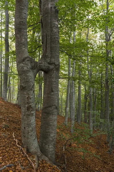 Trees linked - Stock Image - Everypixel
