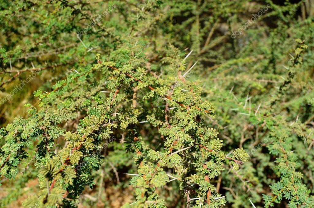 Close up of Acacia tree (Acacia tortilis thorns, Umbrella thorn acacia ...