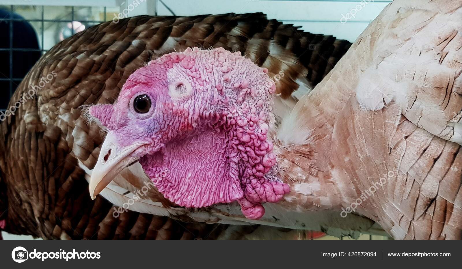 Close Female Turkey Bird Hen Wattle Flap Skin Small Snood — Stock Photo ...