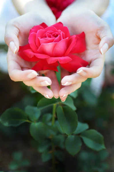 Hand holding rose Stock Photos, Royalty Free Hand holding rose Images ...