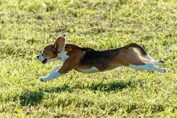 Beagle brincando Stock Photos, Royalty Free Beagle brincando Images ...
