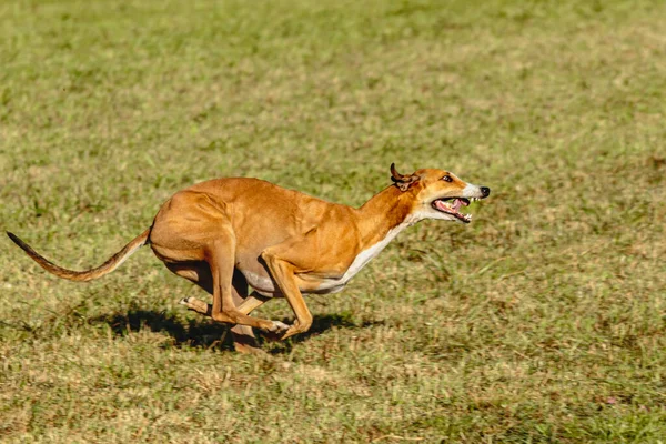 Running greyhounds Stock Photos, Royalty Free Running greyhounds Images ...