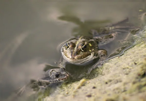 Bullfrog tadpoles Stock Photos, Royalty Free Bullfrog tadpoles Images ...
