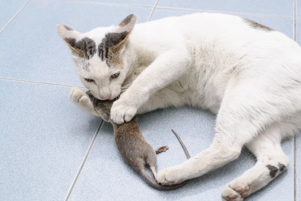 Cat catch and bite mouse, rat - Stock Image - Everypixel
