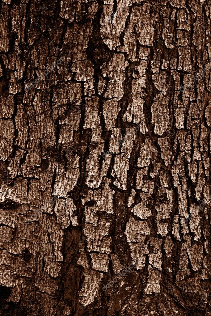 Patterned of grunge dark tree peel,wood texture, nature, plant b ...