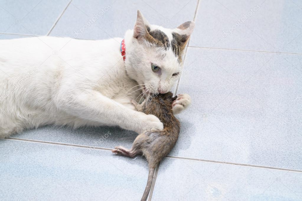 Gato atrapar y morder ratón, rata 2024