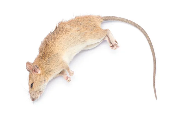 Dead rat Stock Photos, Royalty Free Dead rat Images | Depositphotos