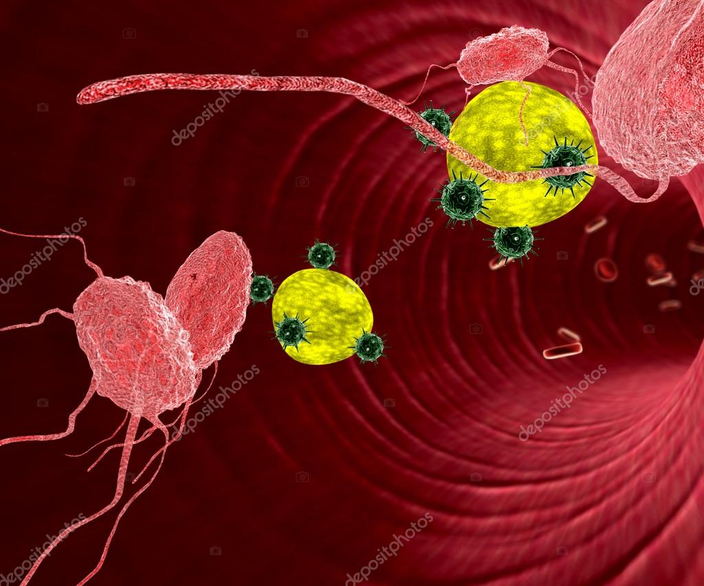 Macrophage and fat cells inside the vein — Stock Photo © Ugreen #101852666