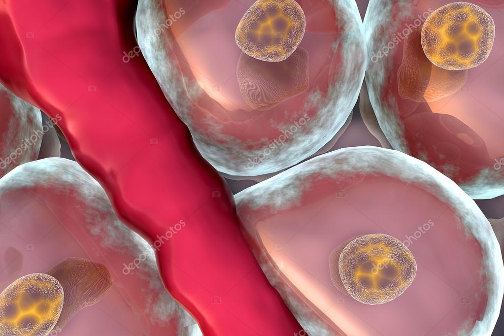 Vein, cell Stock Photo by ©Ugreen 60133733