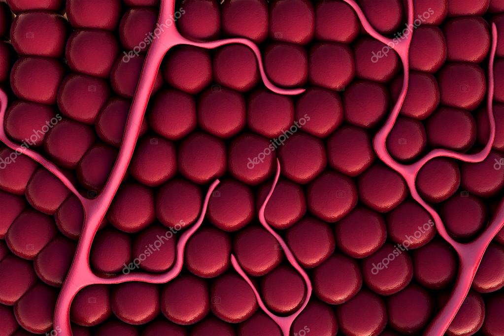 Cells, Capillary — Stock Photo © Ugreen #60864239