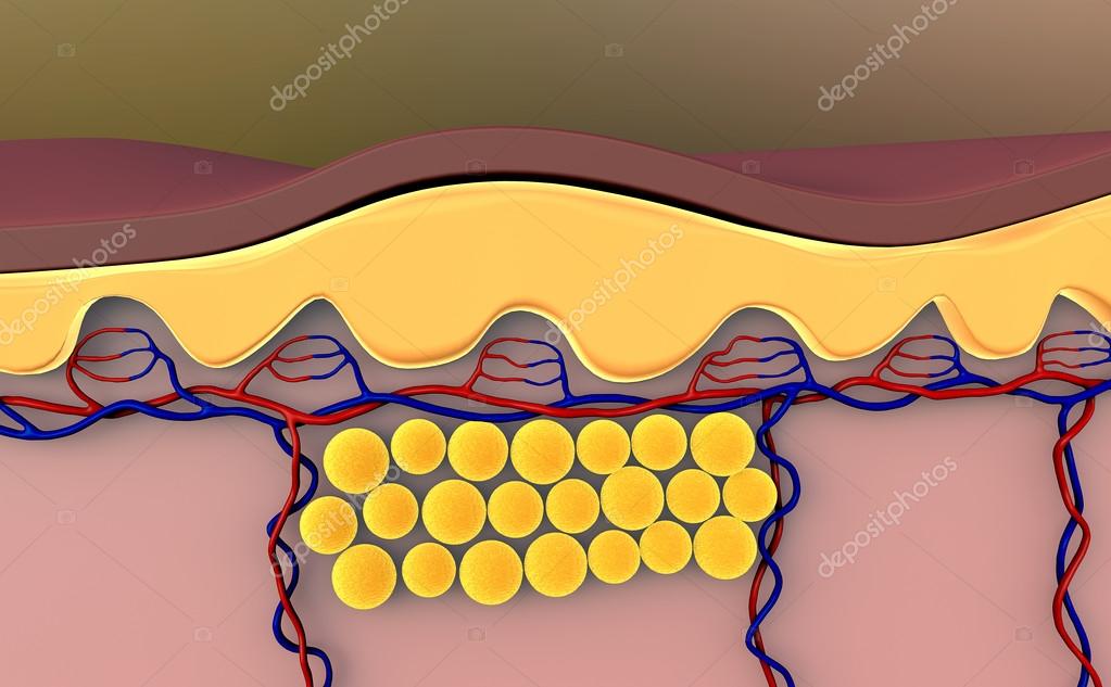 Fat cells — Stock Photo © Ugreen #61249283