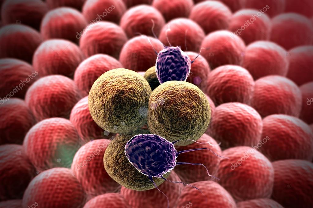 Células cancerosas, fagocitos 2022