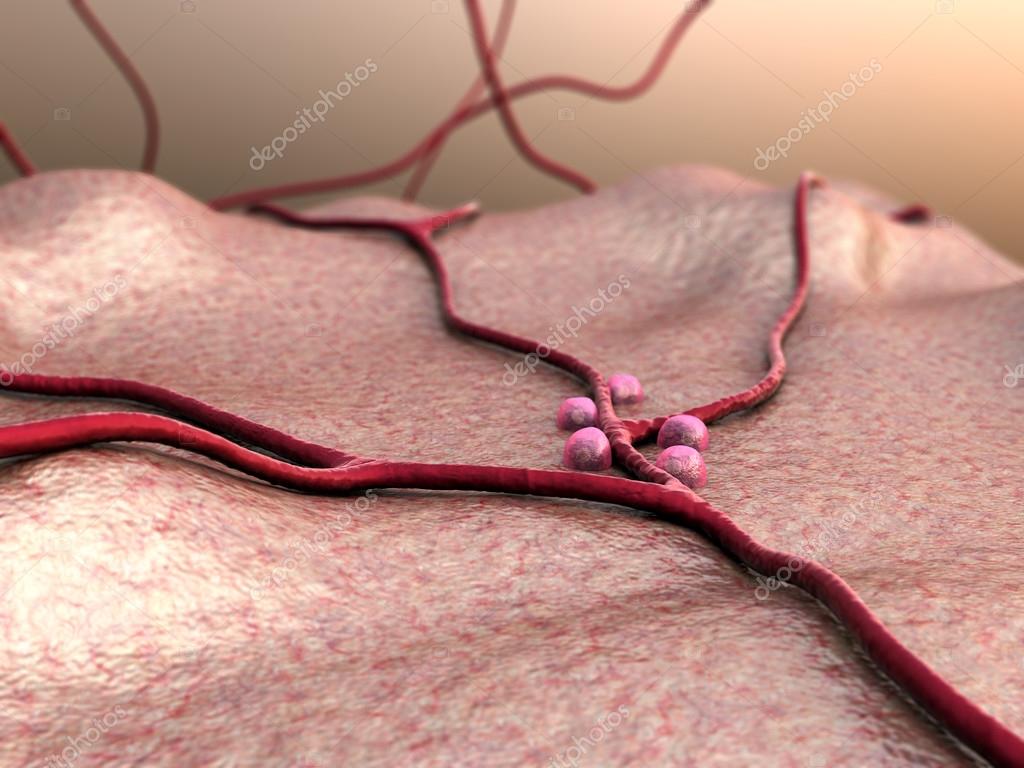 Beta cells on the pancreas surface — Stock Photo © Ugreen #94109948