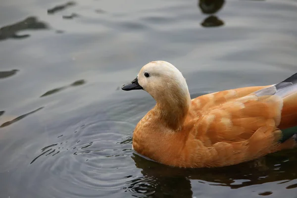 Orange duck in profile on dark lake water.Waterfowl close-up.An elegant ...