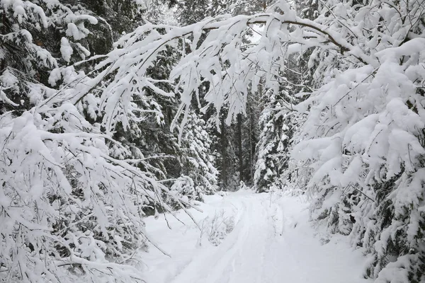 Winter forest.A thin young tree covered in snow leaned in an arch ...