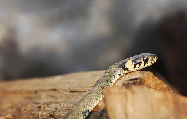 Snake on log Stock Photos, Royalty Free Snake on log Images | Depositphotos