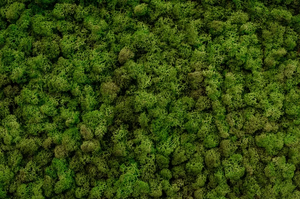 Moss alive Stock Photos, Royalty Free Moss alive Images | Depositphotos