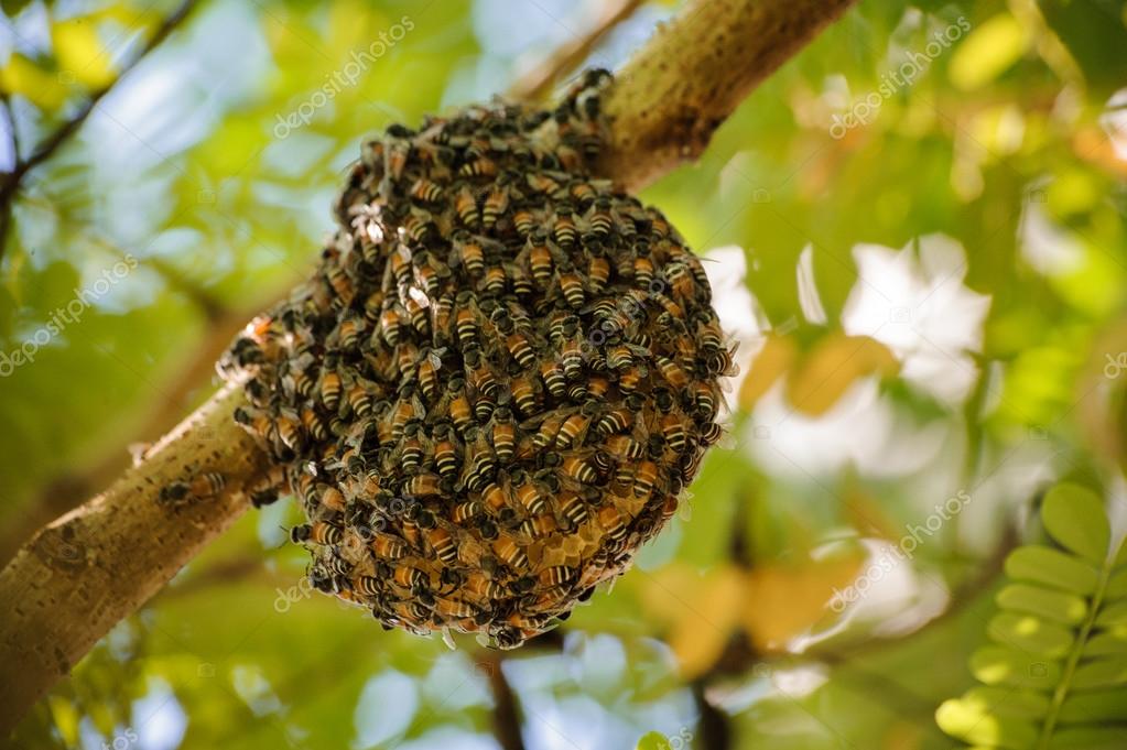 Pequeña colmena salvaje con abejas — Foto de stock #108228422 © Fesenko