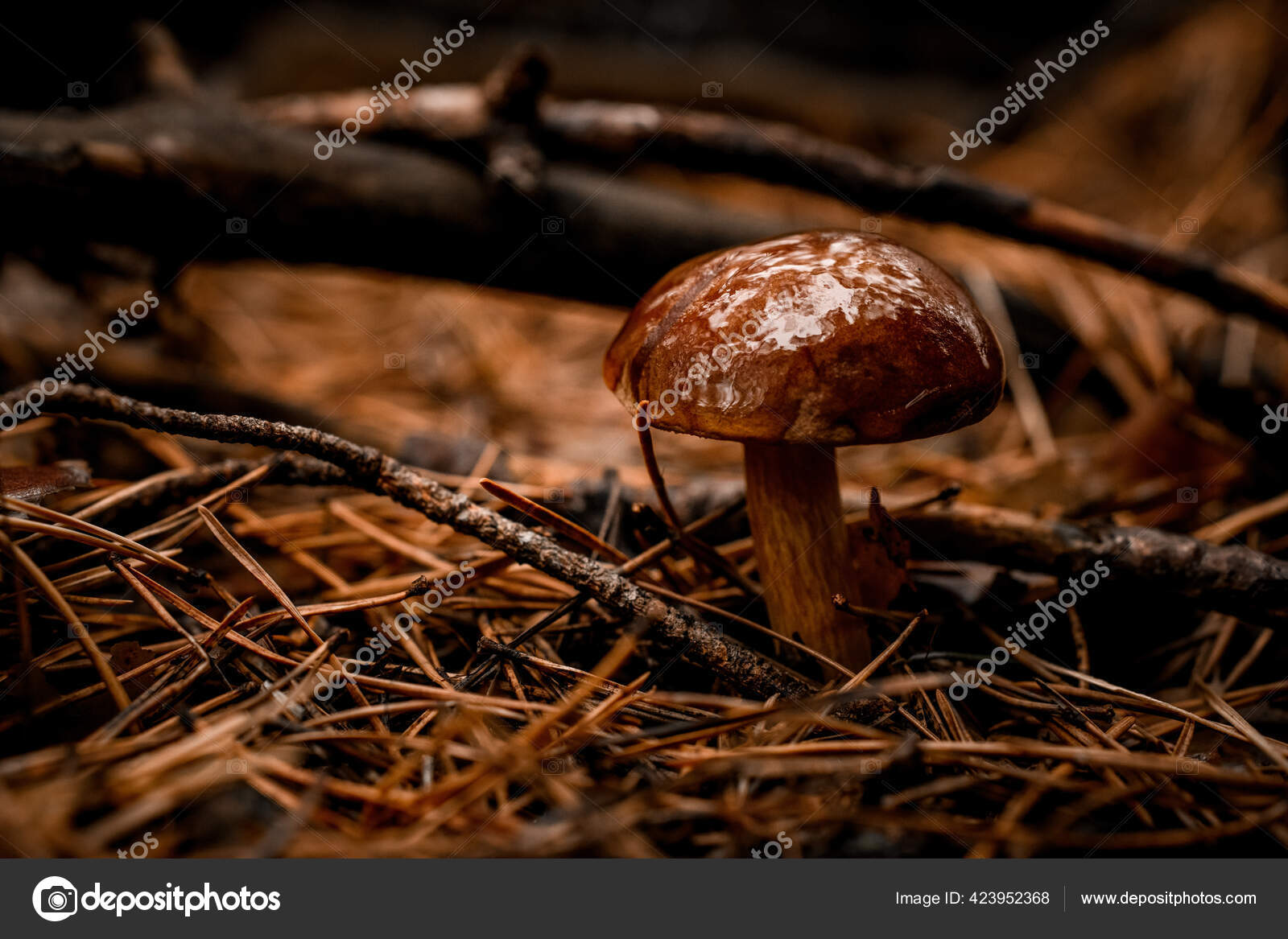 Single Edible Mushroom