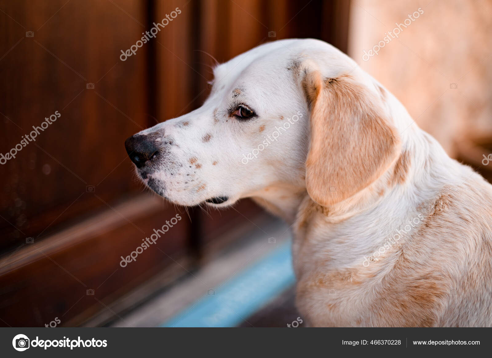 What Breed Is Stray Dog