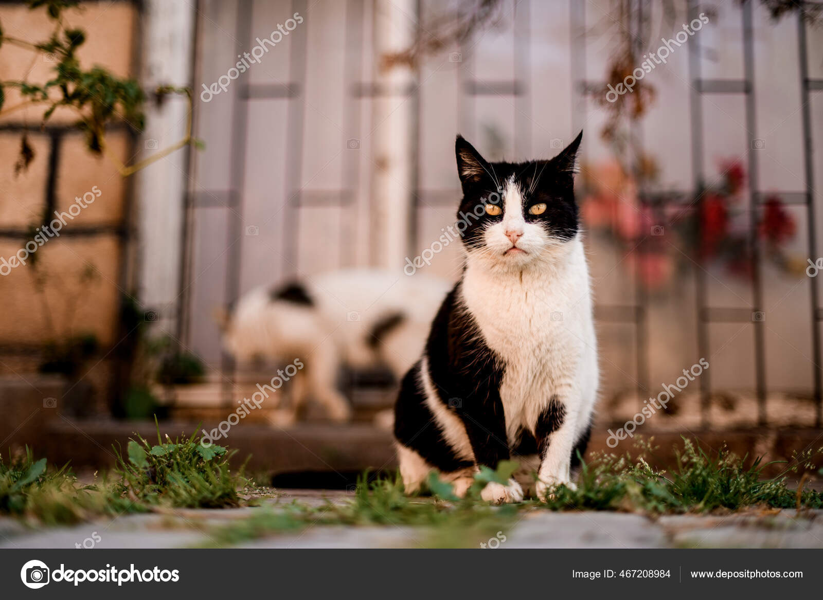 Black And White Cat Outside