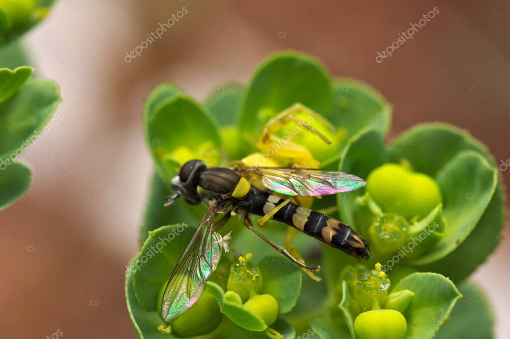 Primer plano de un espécimen de Sphaerophoria scripta que ha sido ...