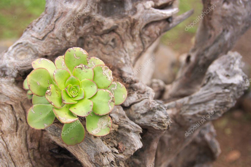 Primer plano de una roseta de una planta suculenta conocida como ...
