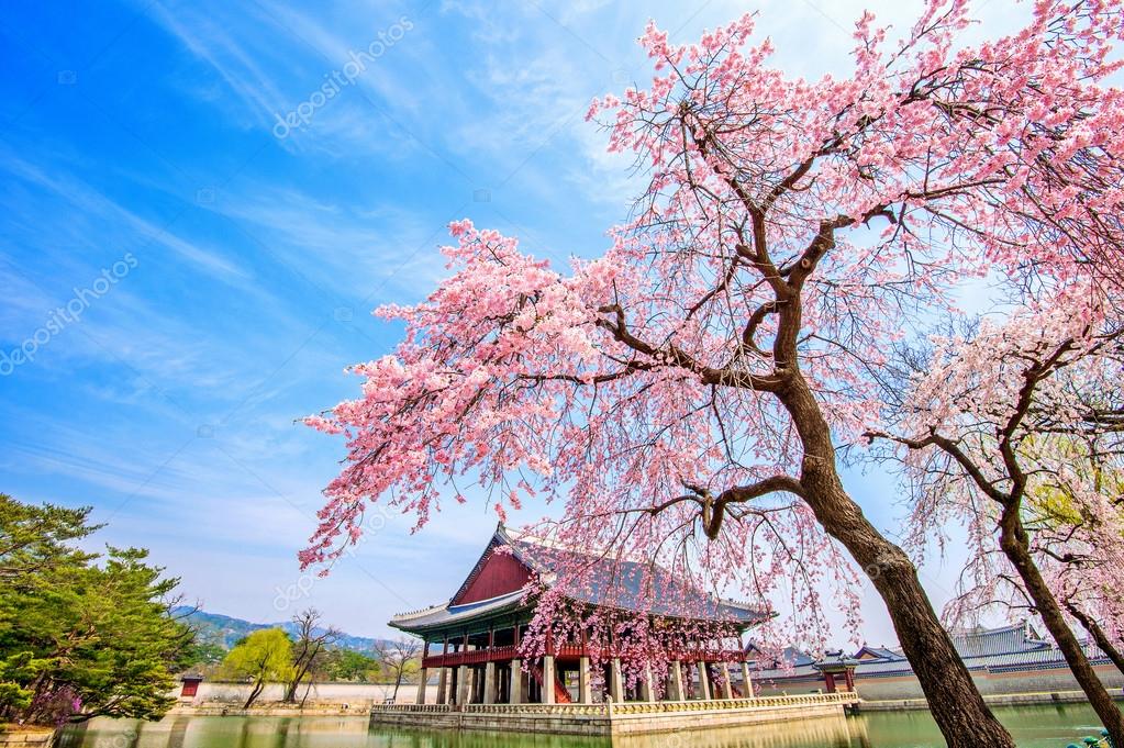 Gyeongbokgung Palacio con flor de cerezo en primavera, Corea del Sur ...