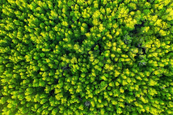 Trees top view Stock Photos, Royalty Free Trees top view Images ...