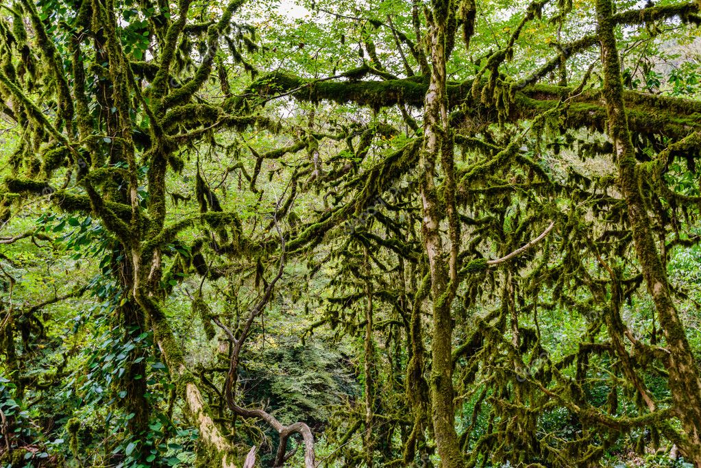 The yew-and-boxwood tree grove Stock Photo by ©RAndrey 109062738