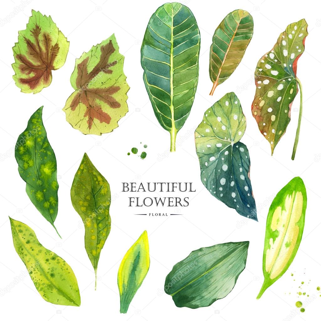 Botanical illustration with tropical leaves. Stock Photo by ©Monash ...