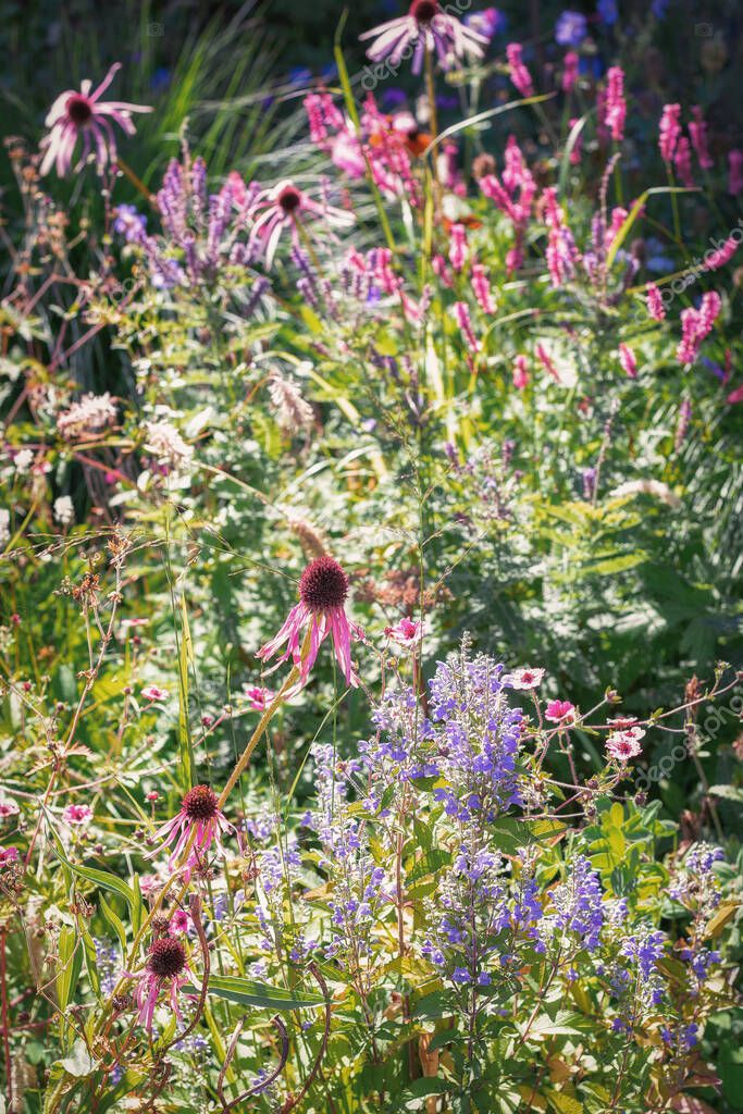 Hermosas flores en plena floraci n en el jard n durante el verano en los Pa ses Bajos 2024