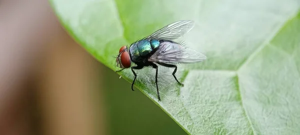 Mouche éthiopienne images libres de droit, photos de Mouche éthiopienne ...