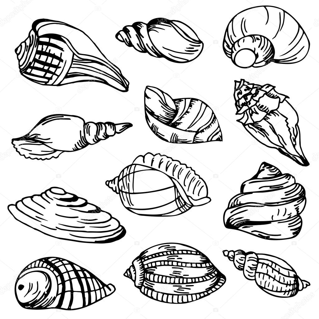 Sea shell collection. Vector set of hand drawn icons isolated on a ...