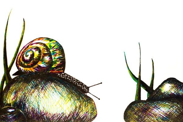 100,000 Tekstur siput Vector Images | Depositphotos