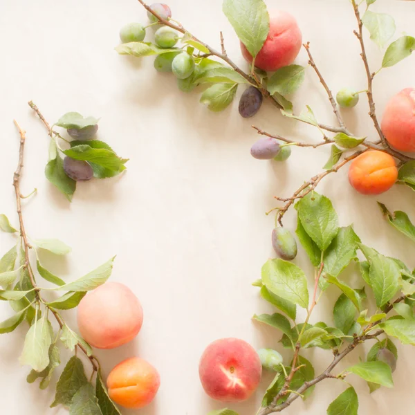 branch with plums peaches and apricots on a white background - Stock ...