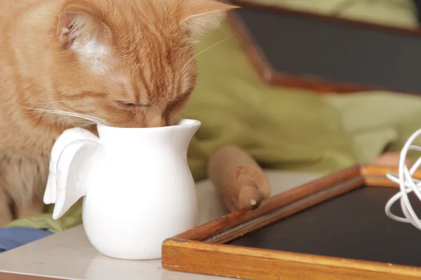 Cat and tea Stock Photos, Royalty Free Cat and tea Images | Depositphotos