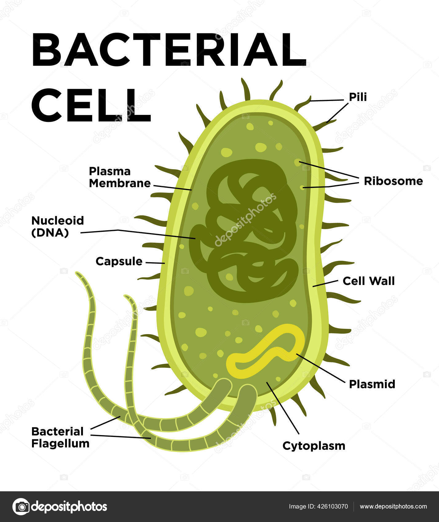 Spirilla Bacteria Labeled