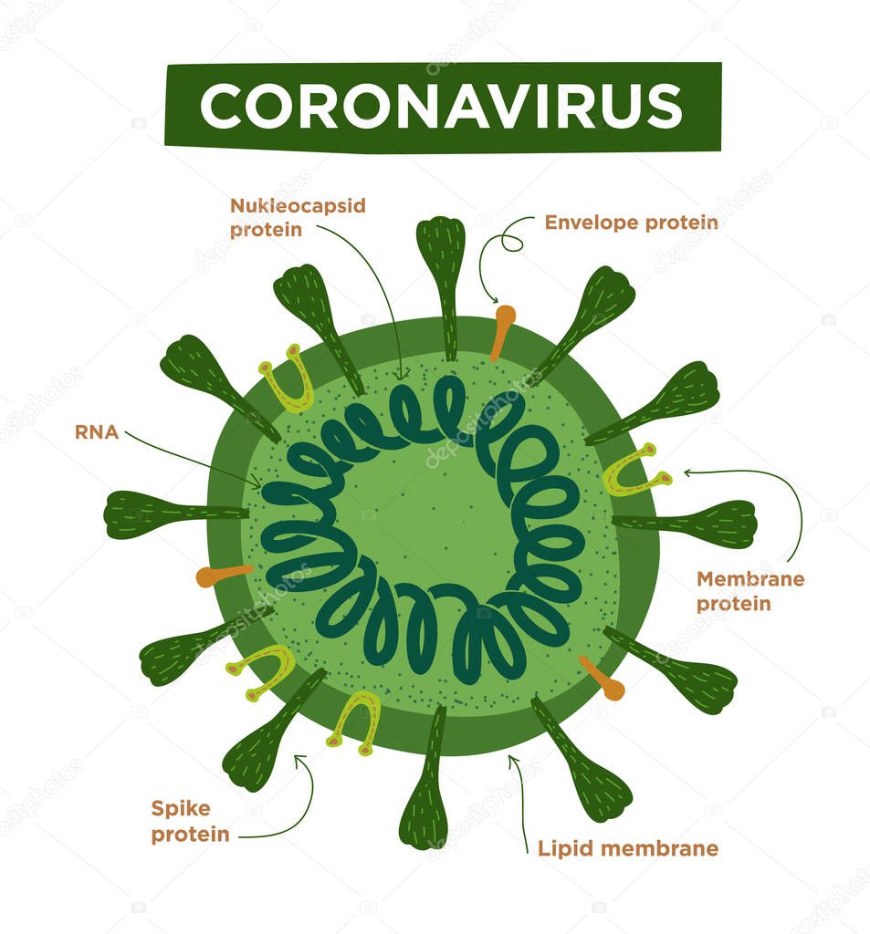 Struttura Cellulare Del Virus