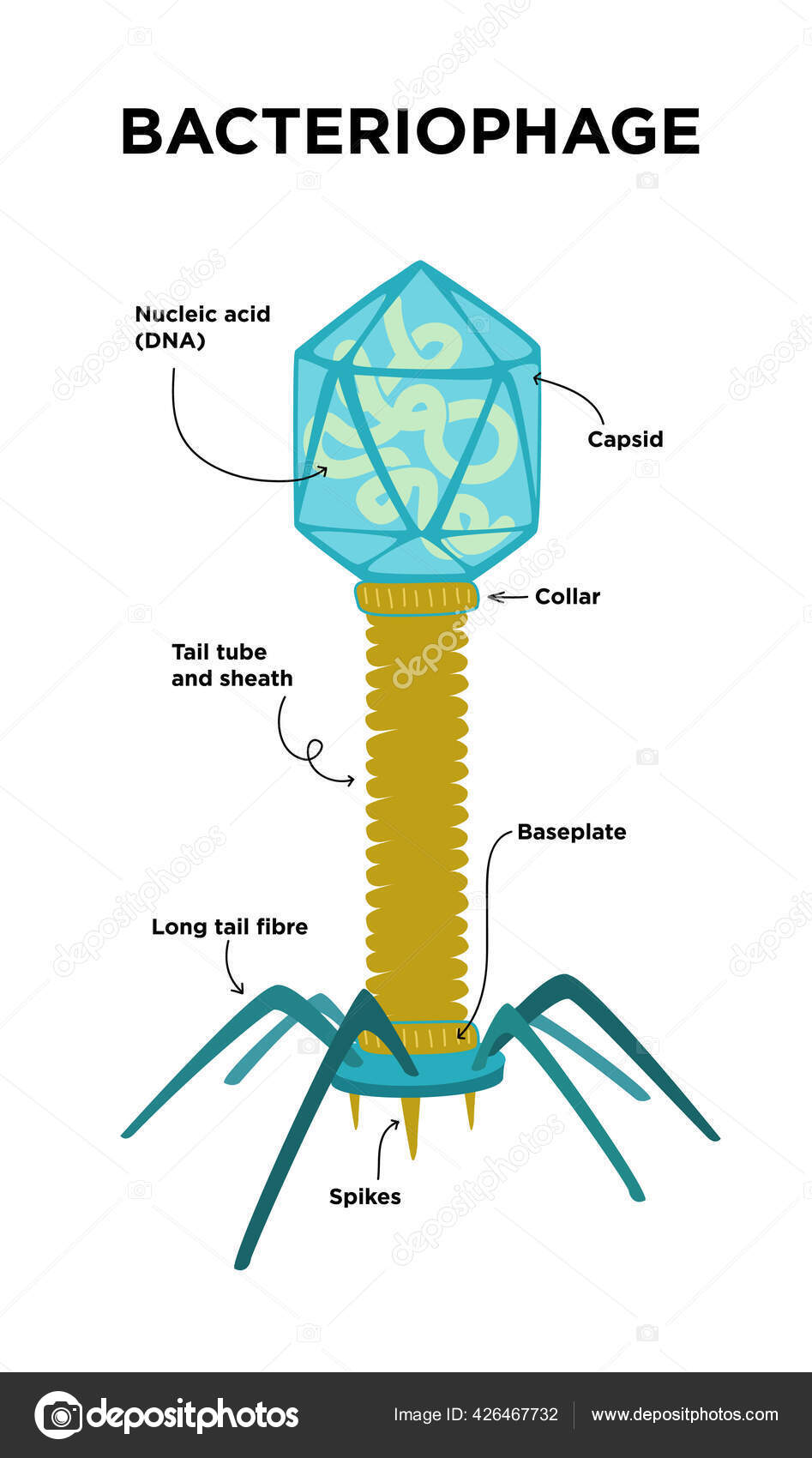 Bakteriofag Kapsid Pembelajaran Virus Dengan Metode Computational