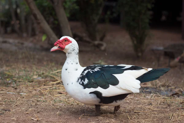 흰색 muscovy 오리 Stock Photos, Royalty Free 흰색 muscovy 오리 Images ...