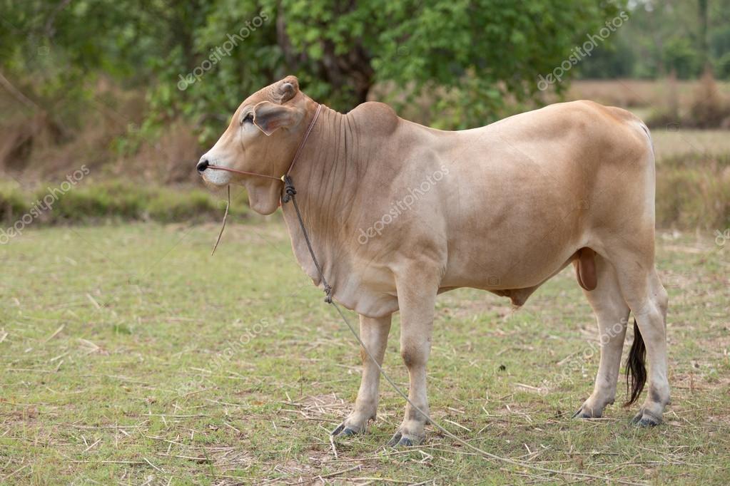 American Brahman Cattle