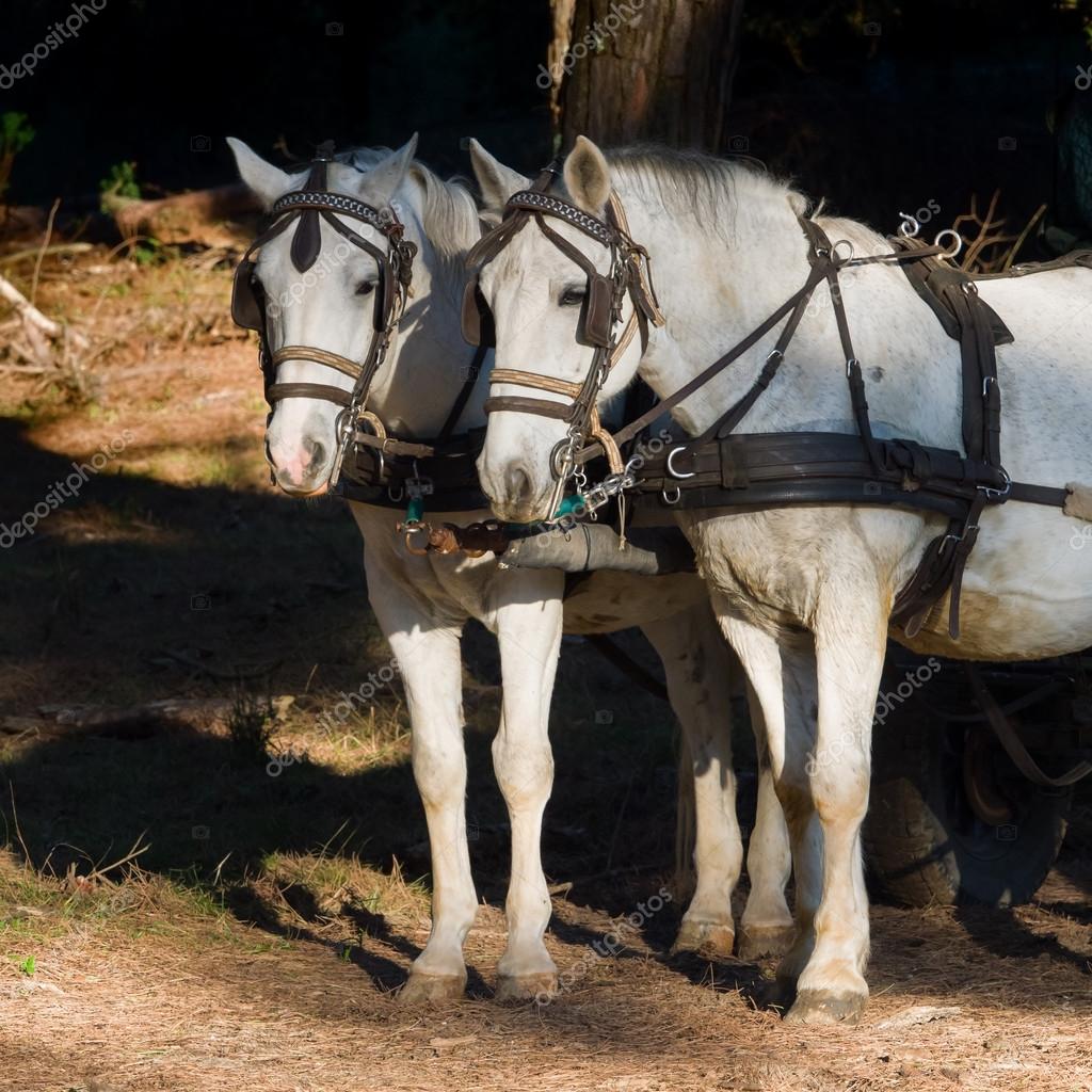 Two white work horses with harnesses and blinkers hitched — Stock Photo ...